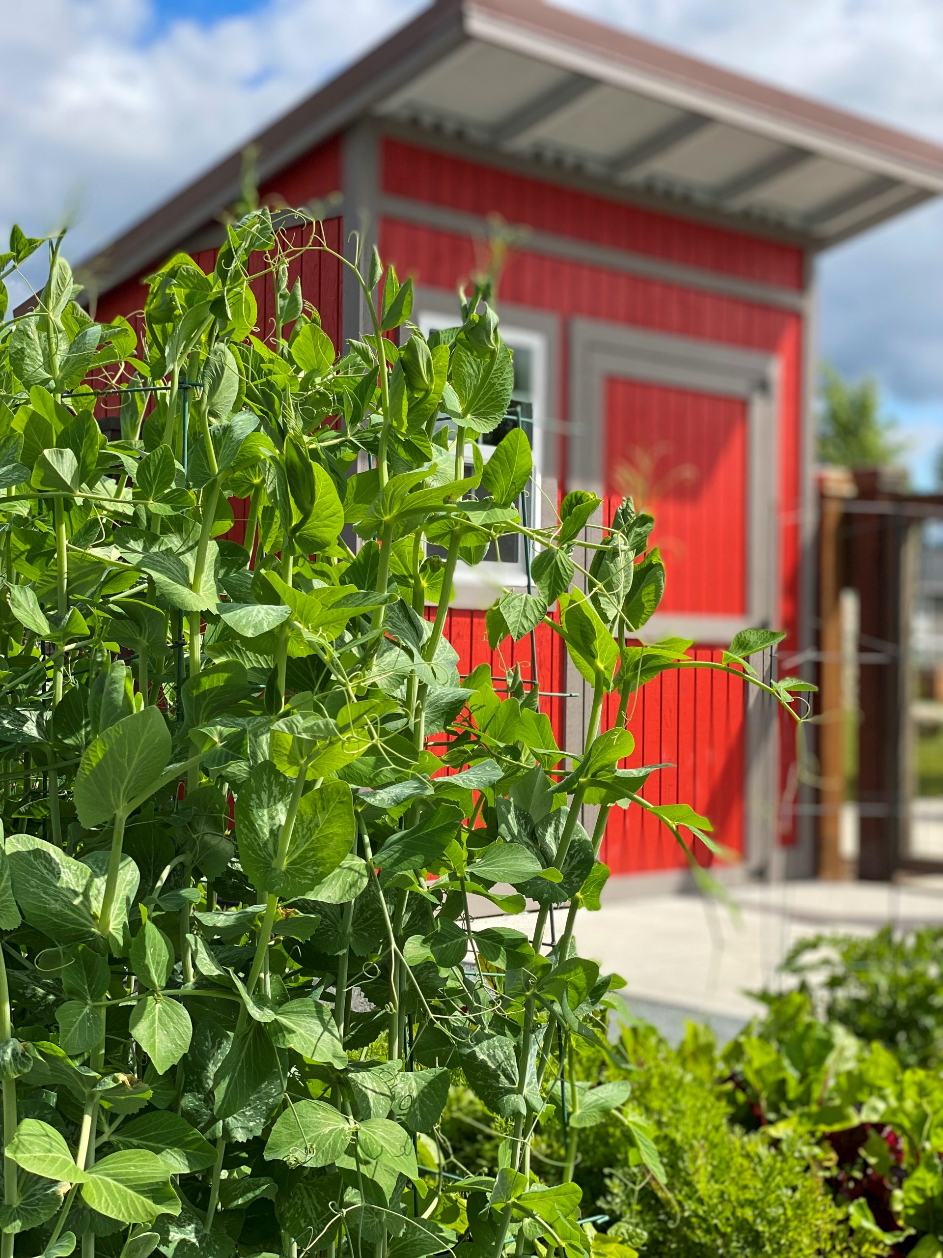 Ten Trails at Black Diamond | New Build Homes | Homes for Sale| King County